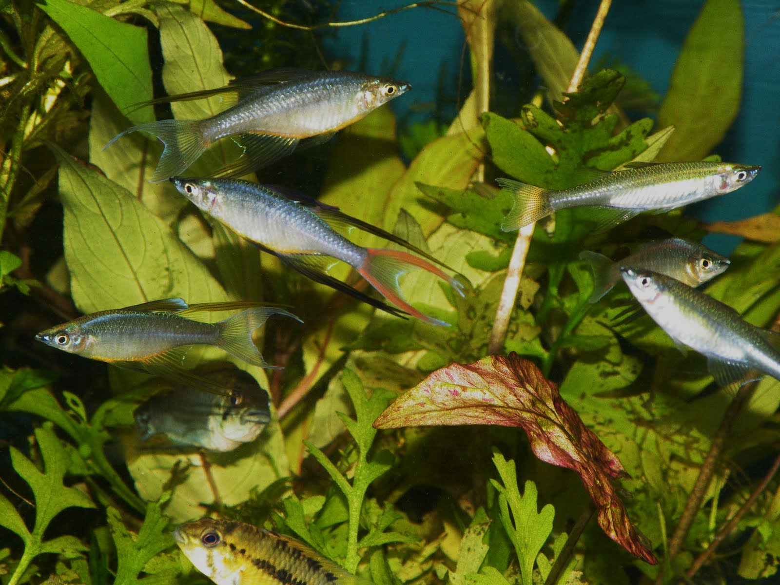 oceanaq: Featherfin rainbow (male & Female)