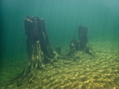 Peter Mitchell Photoscapes: Day 181 - Underwater Stumps