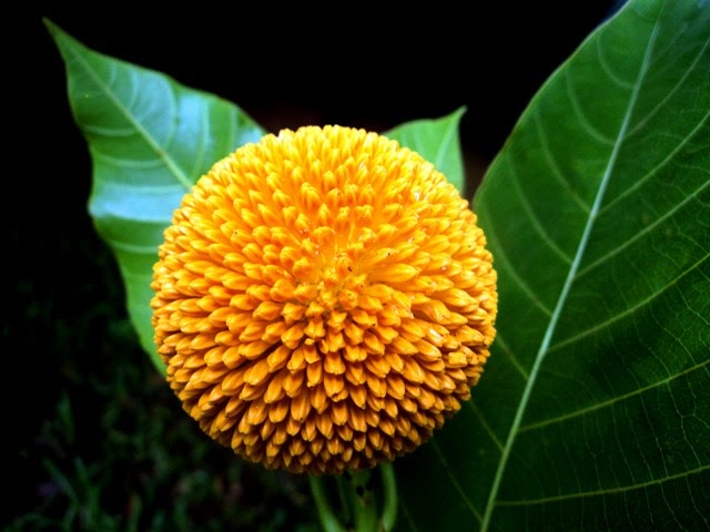 Kadamba