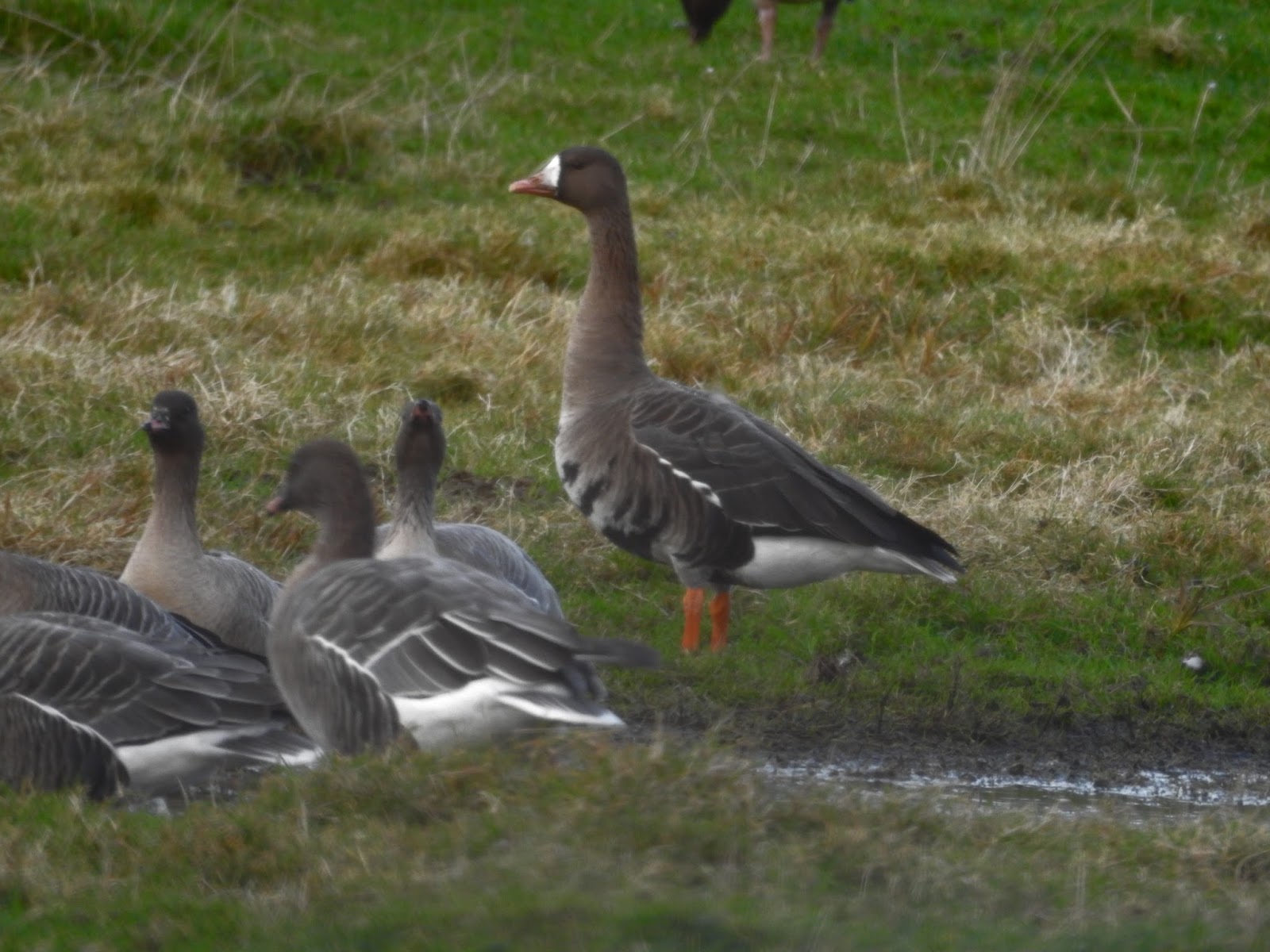 Druridge Bay Wildlife: The Goose is Getting Fat ...