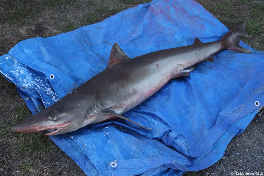 The Natural History of Bodega Head: Smooth-hound?