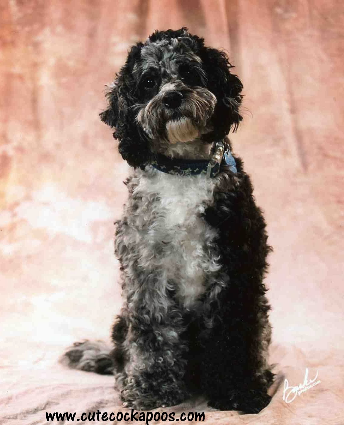 Cute Cockapoos: A few of my Favorite Cockapoo Puppy pictures!