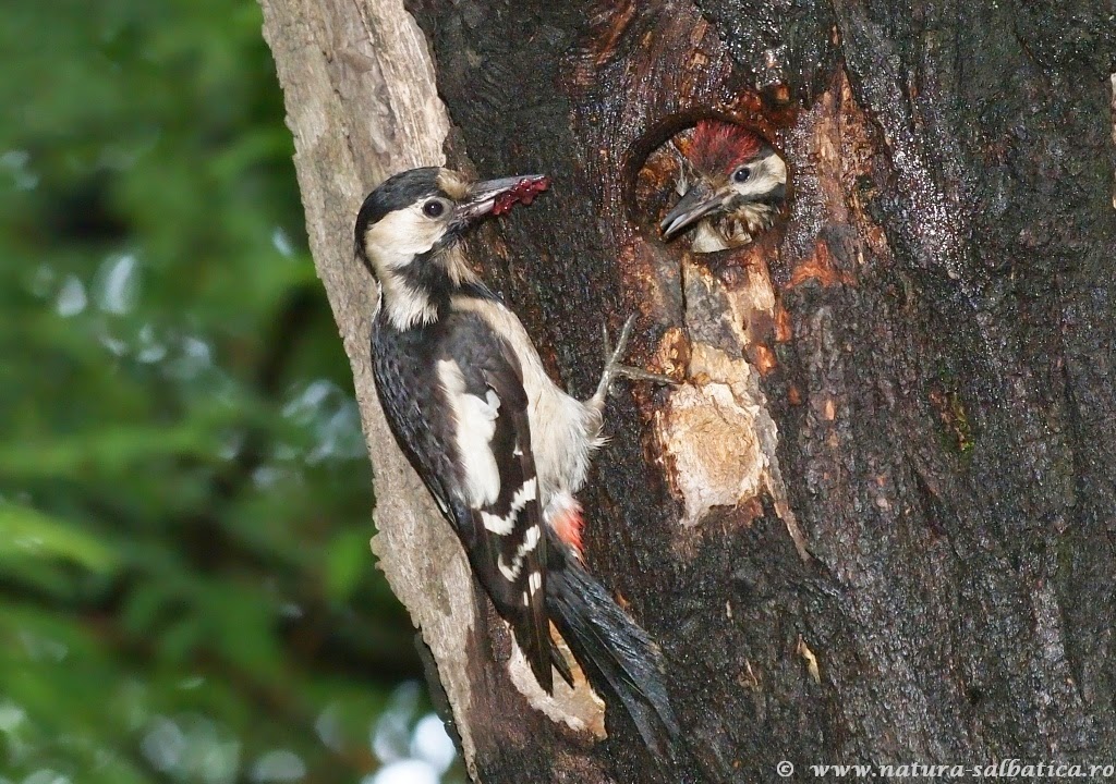 Pasari: Ciocănitoare de grădini (Dendrocopos syriacus)-face parte din ...