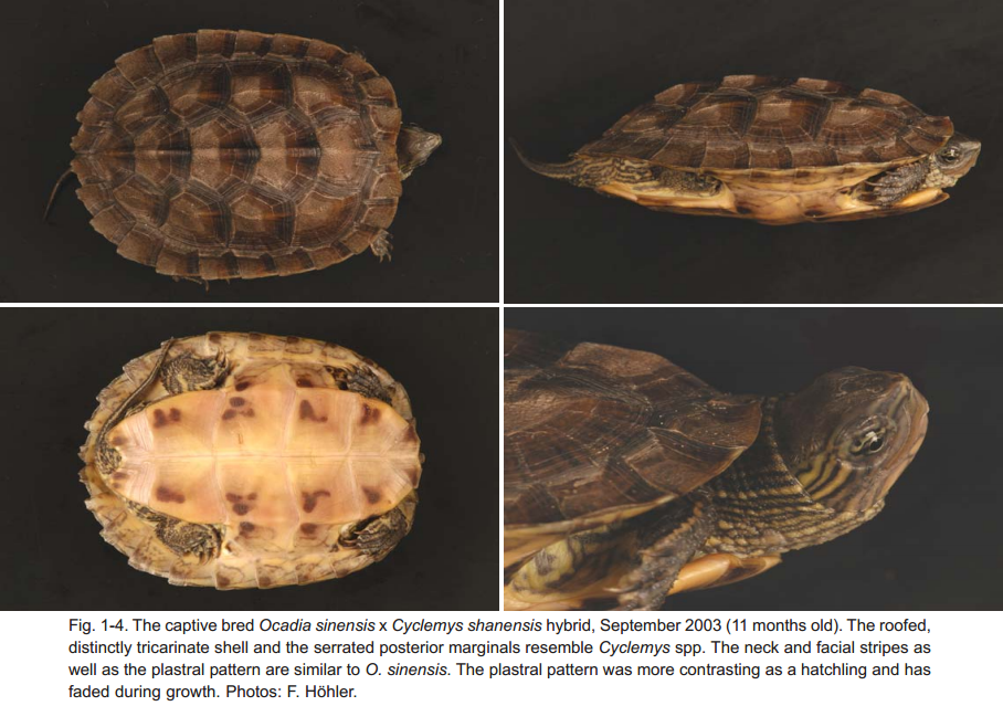 Species New to Science: [Testudology • 2004] An Ocadia sinensis x ...