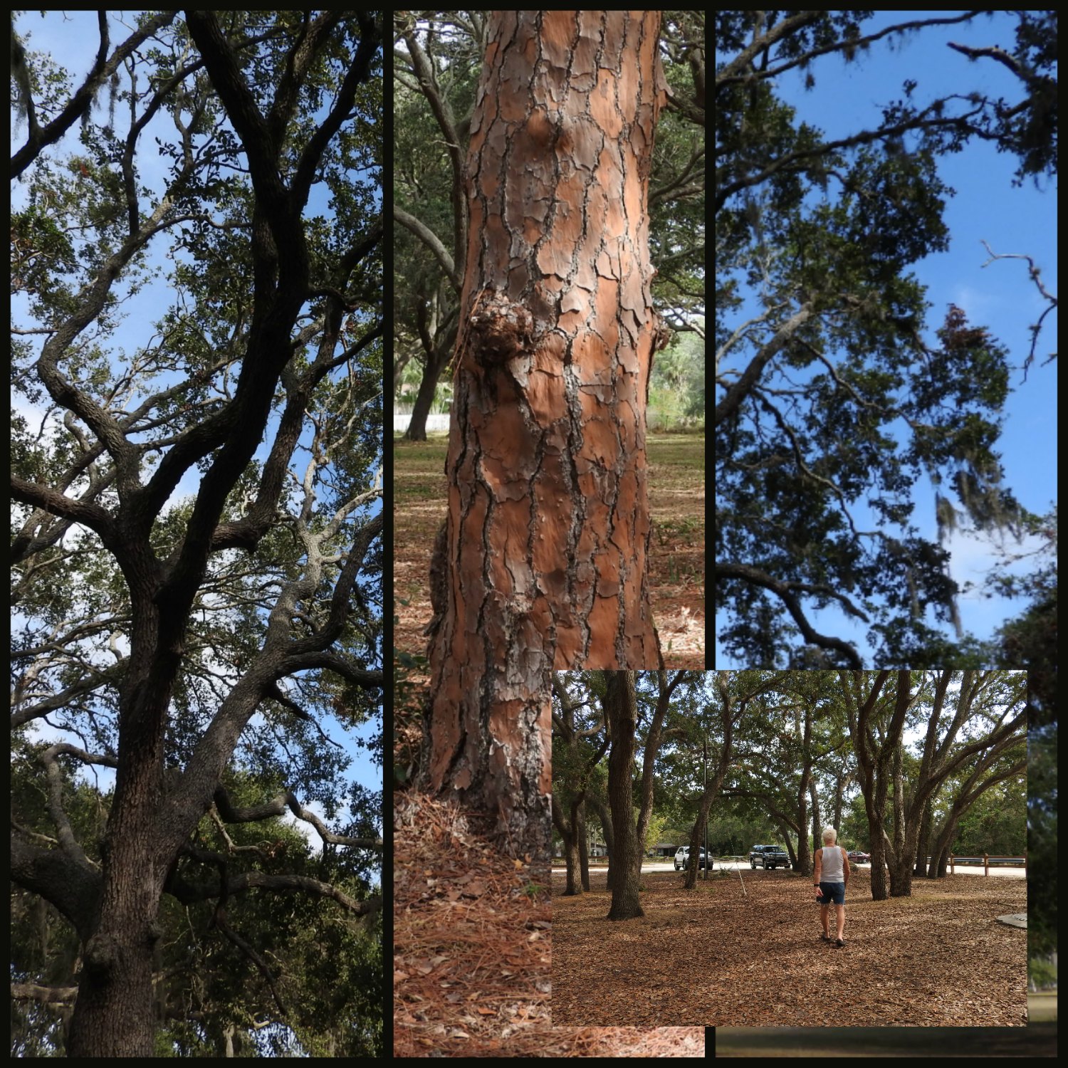 MadSnapper: Oak Motte Walkabout