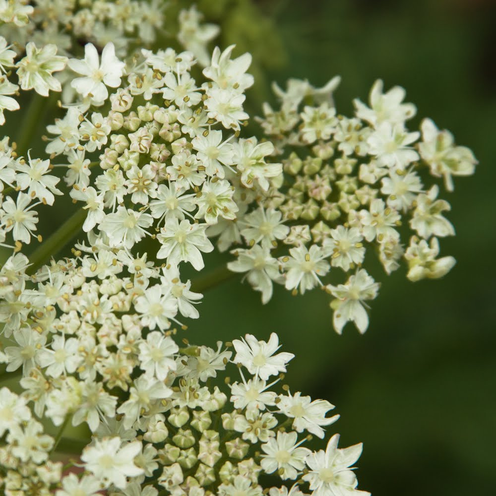 Bloom Blog: A Humble Umbel