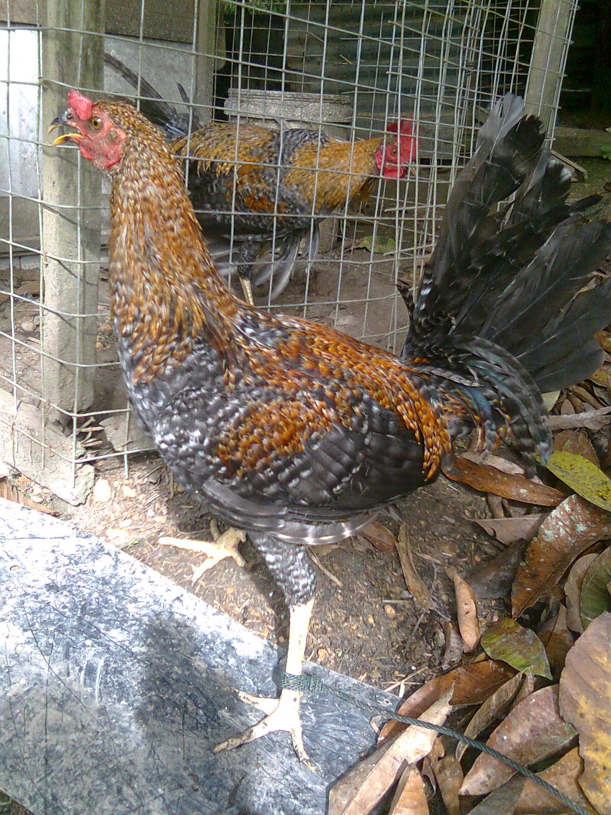 Sarawak Gamefowl Farm: Battlefowl- Stag (17/7/11)