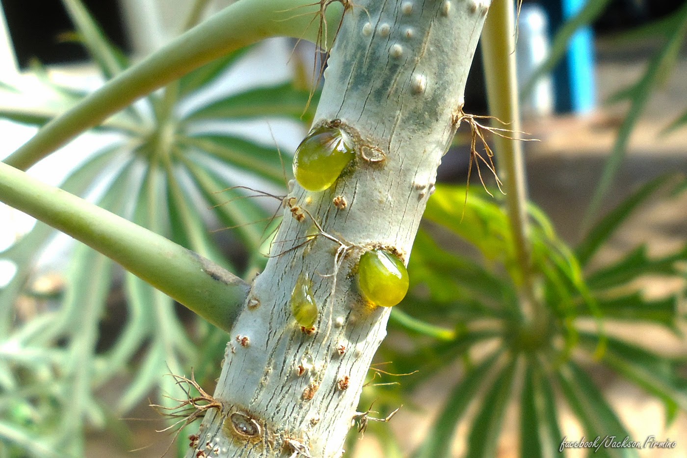 Predador de Imagens: MERTIOLATE - Jatropha multifida