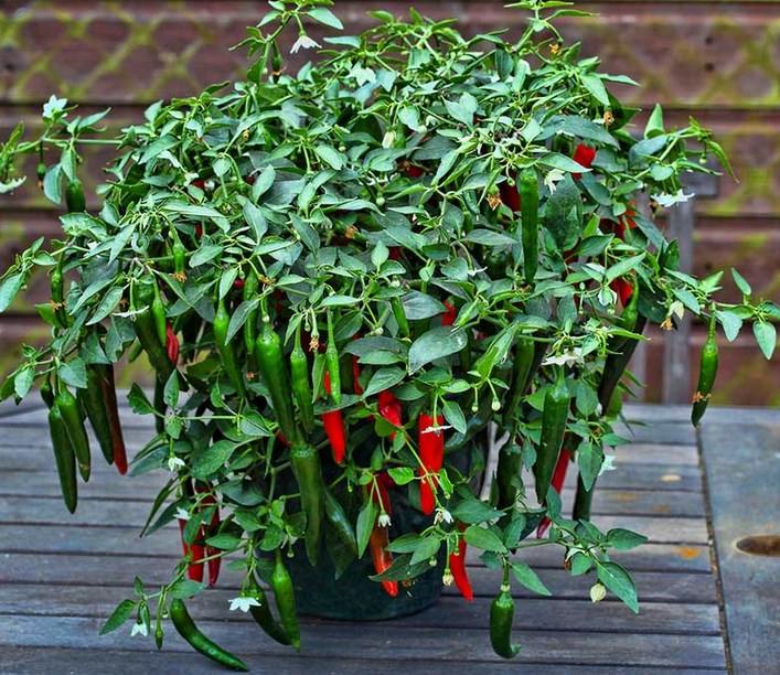 BUDIDAYA CABAI DALAM POT | AGRIFISHPRENEURSHIP