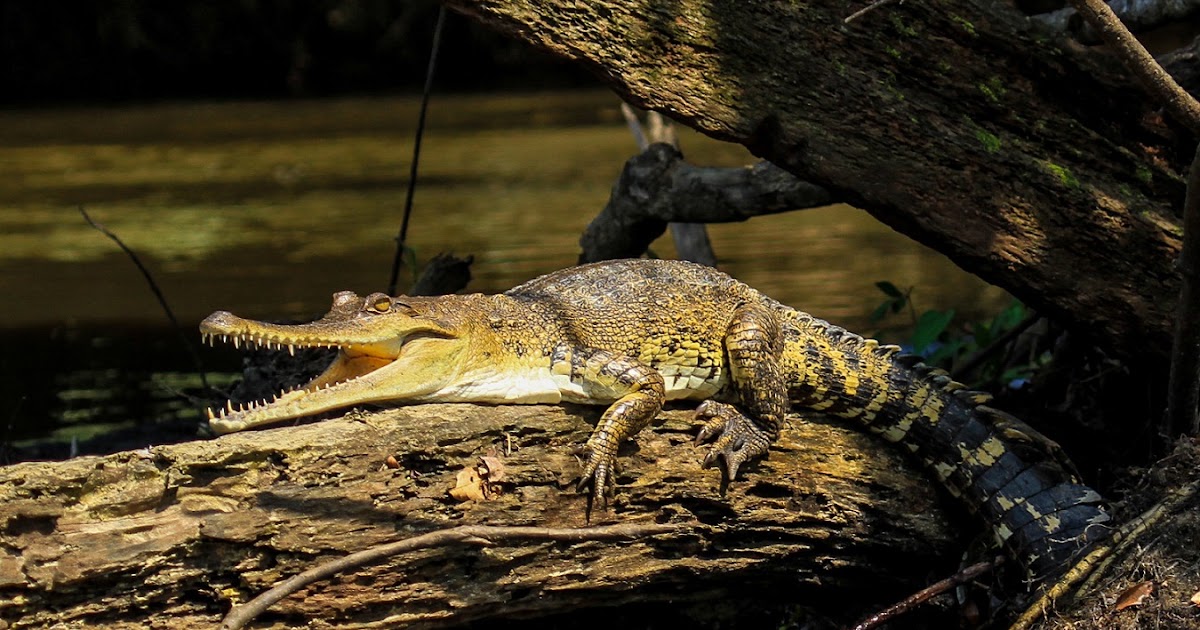 Species New to Science: [Herpetology • 2018] Systematic Revision of the ...