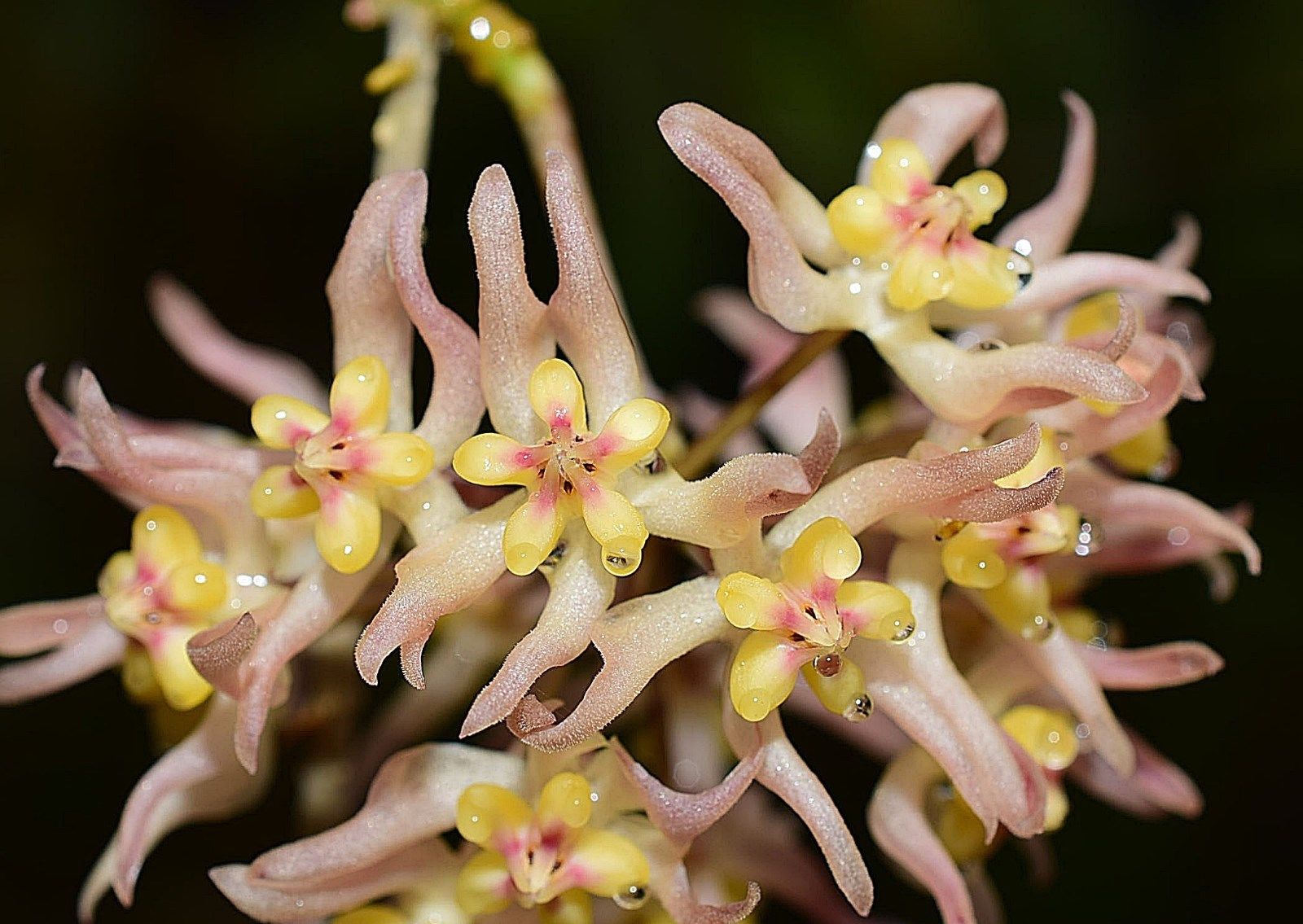Hoya plant: Plant beschrijving