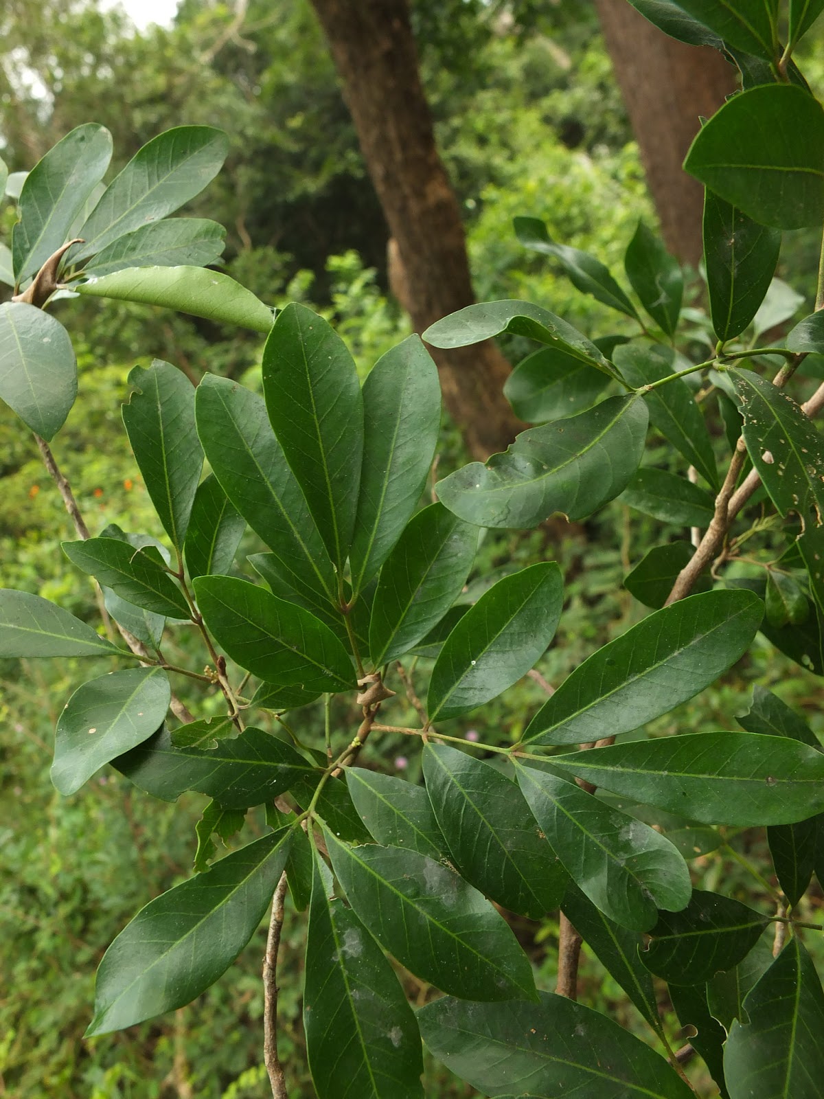 Tamilnadu Tourism: Kalakkad Mundanthurai Tiger Reserve, Thirunelveli