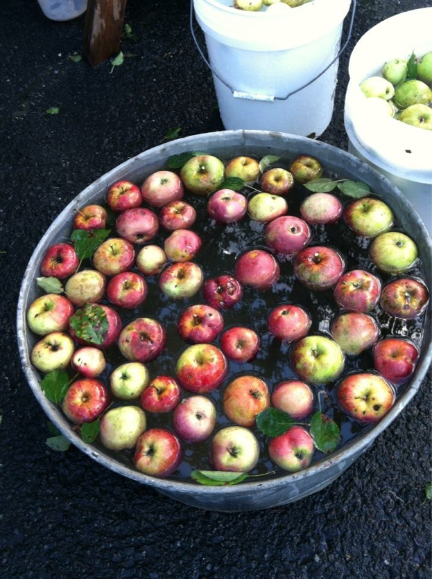 Bonni Brodnick Blog : Bobbing for Apples on Halloween
