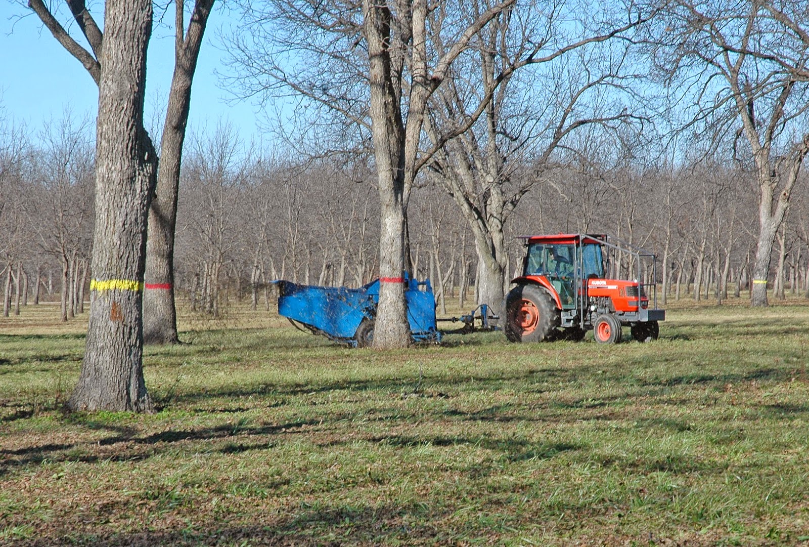 Northern Pecans: The rush to harvest pecans is on!