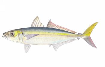 ikthiologi : Layang, Tuna, Selar, Tongkol, Kembung, Nila, Salem, & Bandeng