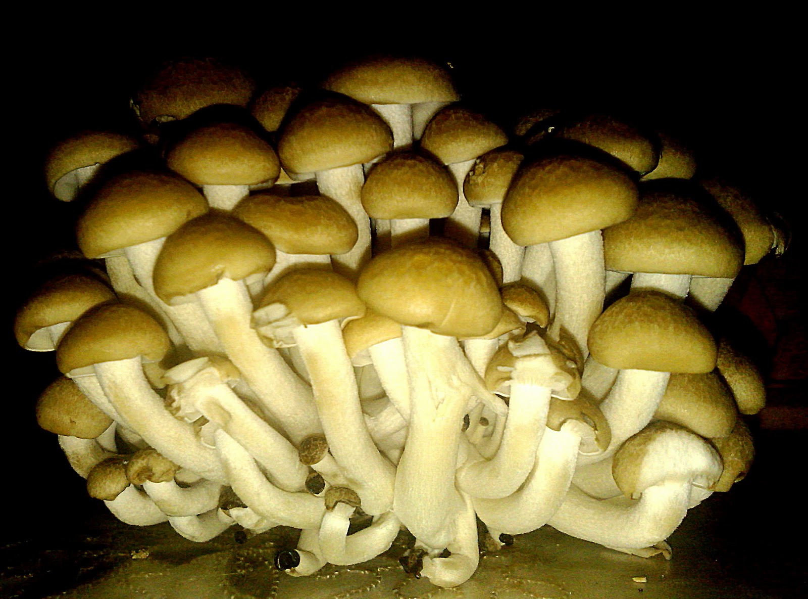 FAMILY JANNATI: CENDAWAN BUNO SHIMEJI GORENG KUNYIT BERSAMA UDANG