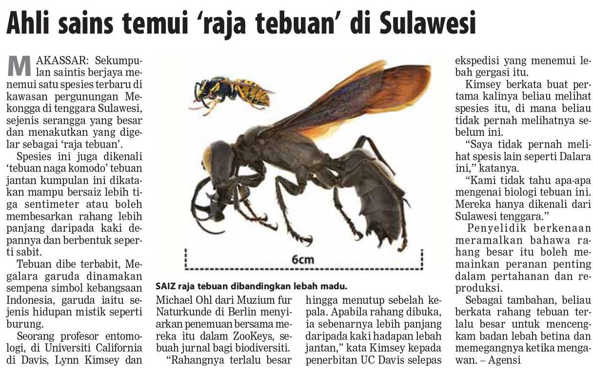 Raja Tebuan Sulawesi ~ SenangEja.com