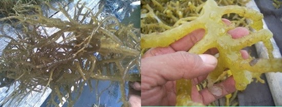 Rumput Laut Indonesia: Mie Rumput Laut berbahan tepung Mocaf khas Nunukan