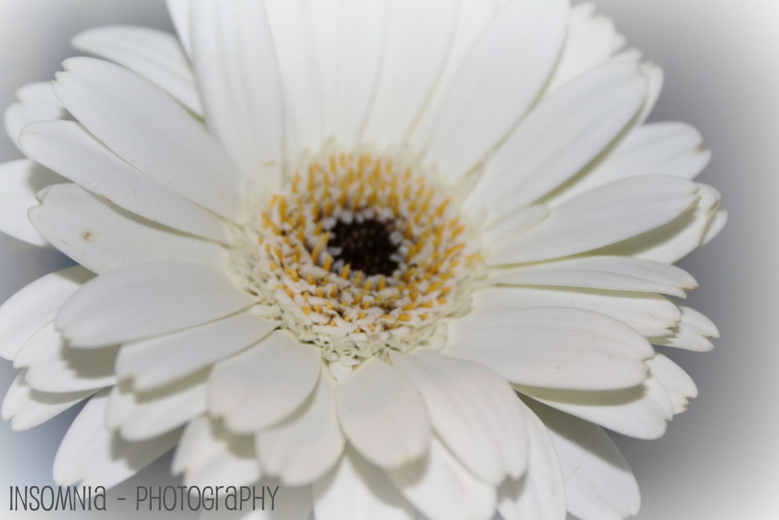 Sweet home...: Witte bloemen