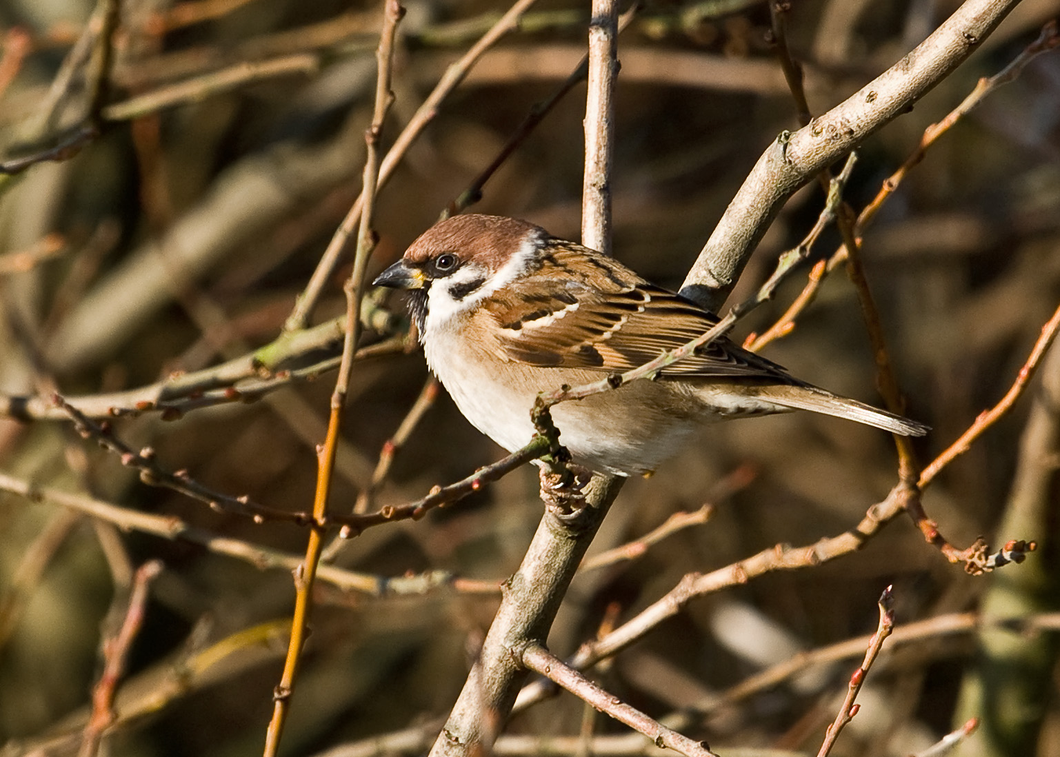 Greater Kent Birder: January 2012