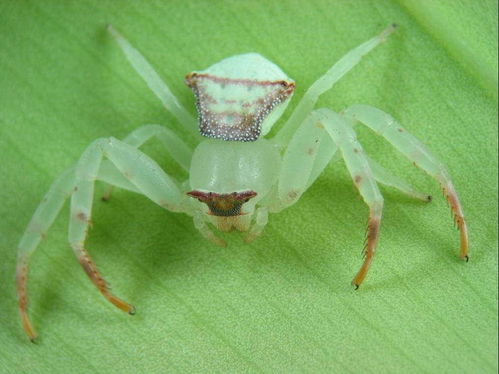 Crab Spiders of India: Crab Spiders