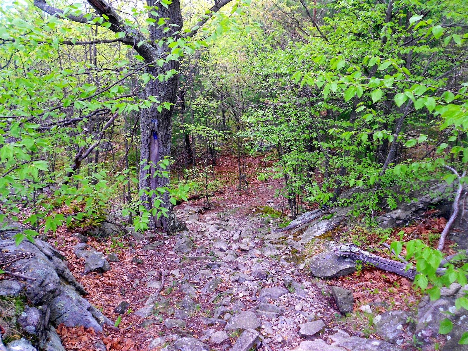 Breakheart Trail Running: Cross Fells Trail Trek