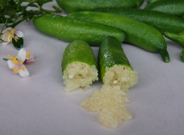 VIVEIRO DO LIMA: LIMÃO CAVIAR