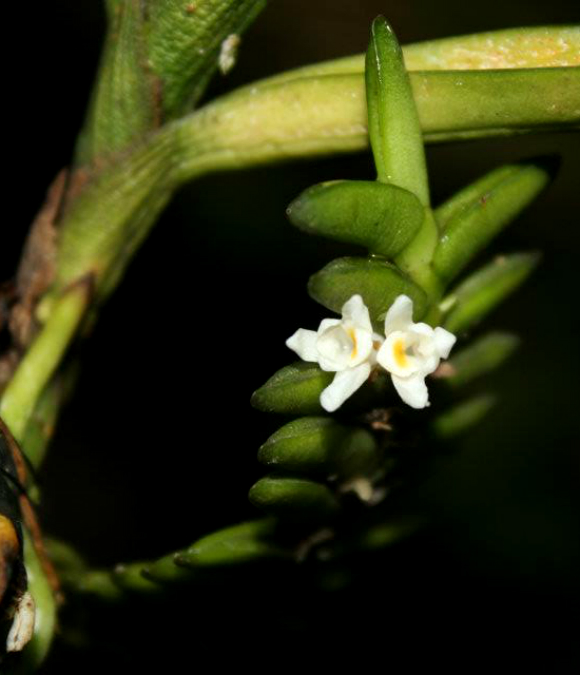 Wild orchids in sumatra: Microsaccus griffithii (E.C.Parish & Rchb.f ...