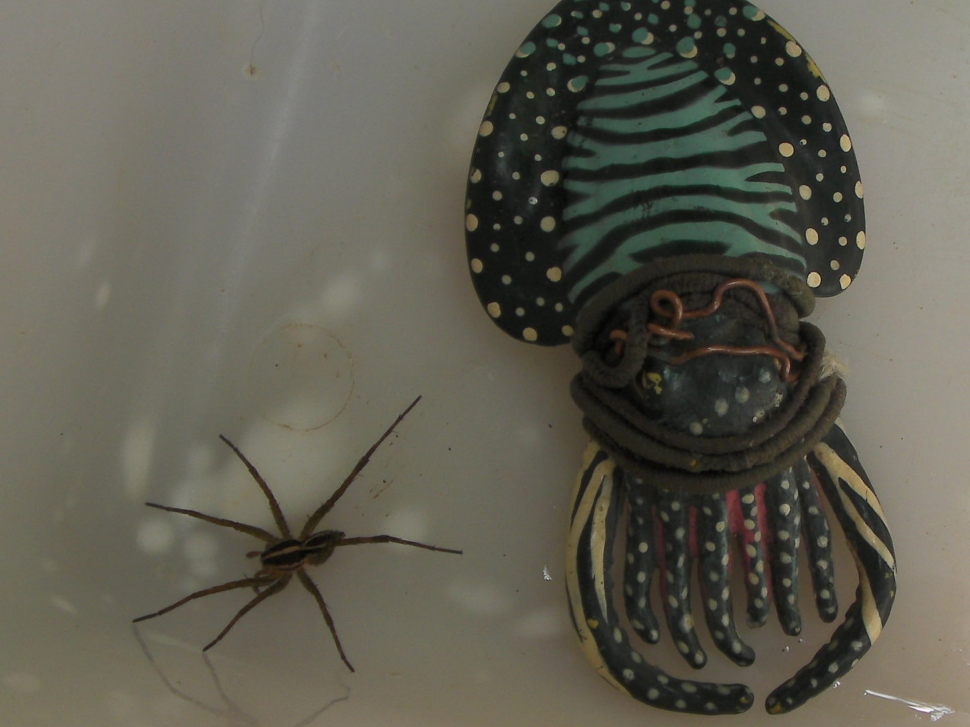 Quaoar Power Zoo: wolf spider (Hogna brunnea?) - Montezuma, Costa Rica