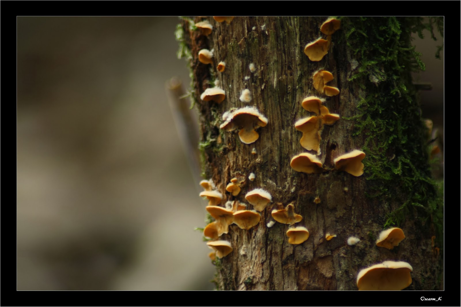 Gallaecia Fungos: Stereum Rameale