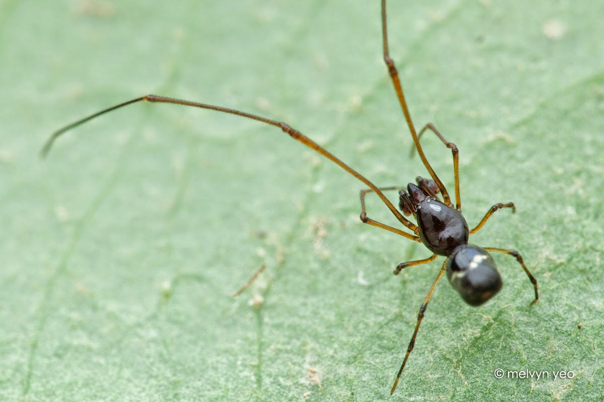 Melvyn's Photography