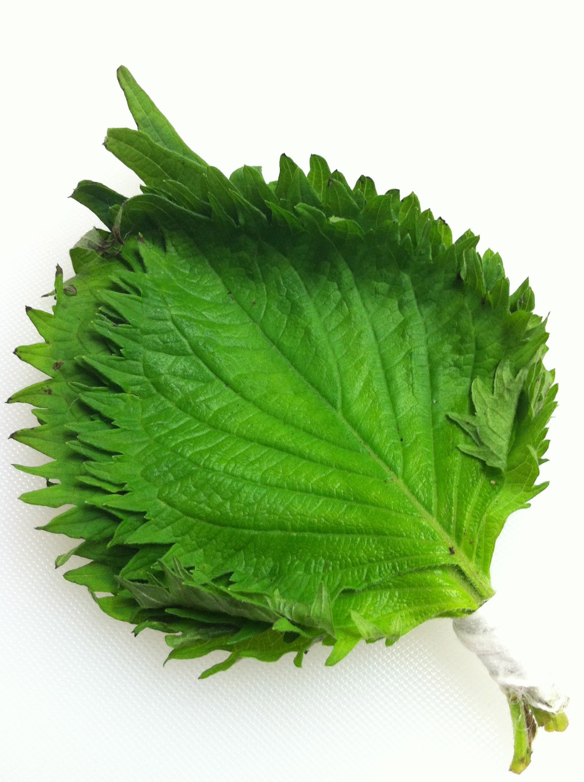 Shiso