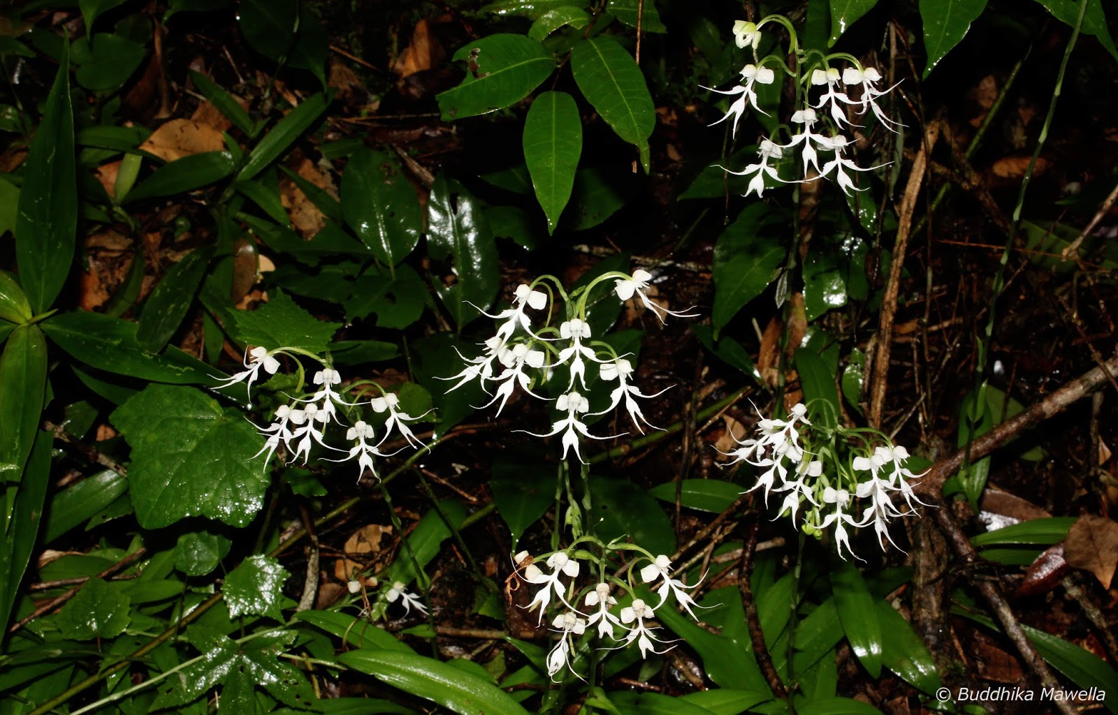 Lanka Nature Summary: Habenaria crinifera