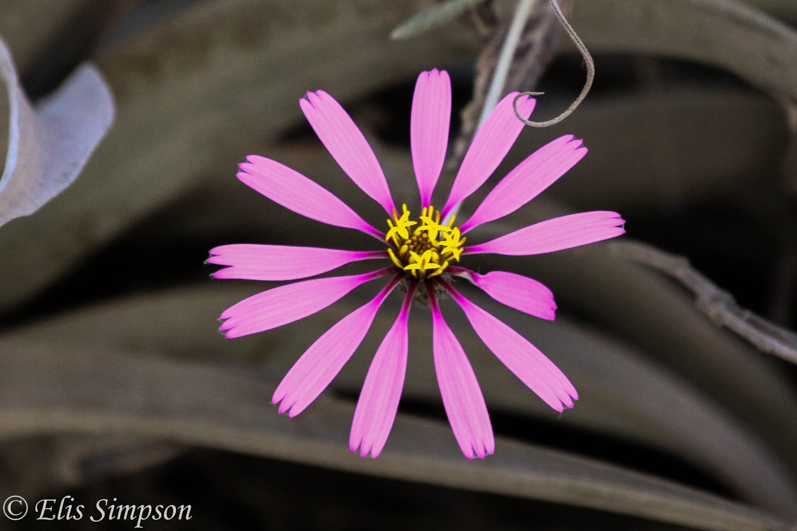 Rick Simpson Birding: Day one in the Andes: Santa Eulalia Valley, Peru.