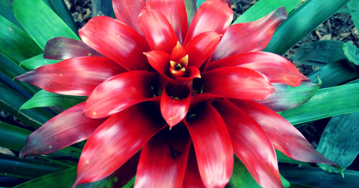 Cara Budidaya Tanaman Bromelia, Jenis Dan Klasifikasi