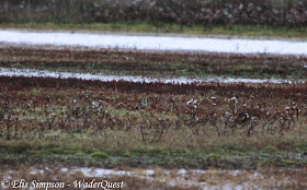 Rick Simpson Birding: Norfolk