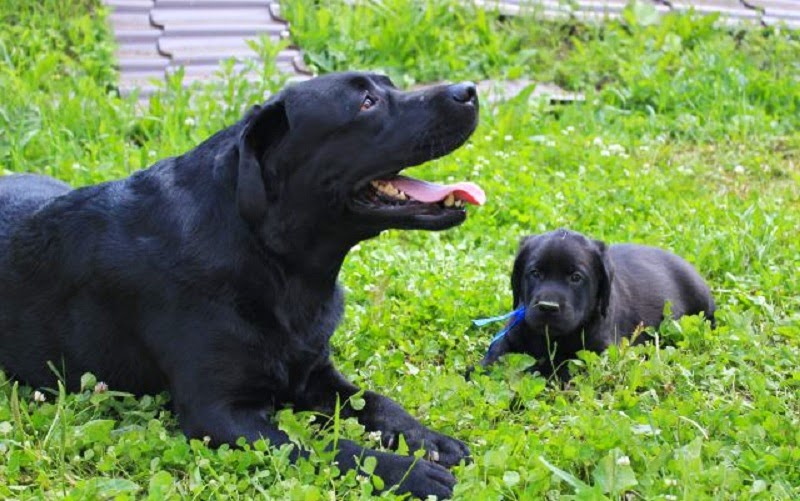 yavru kopek bursa: siyah kahverengi sampanya labrador retriever yavrulari