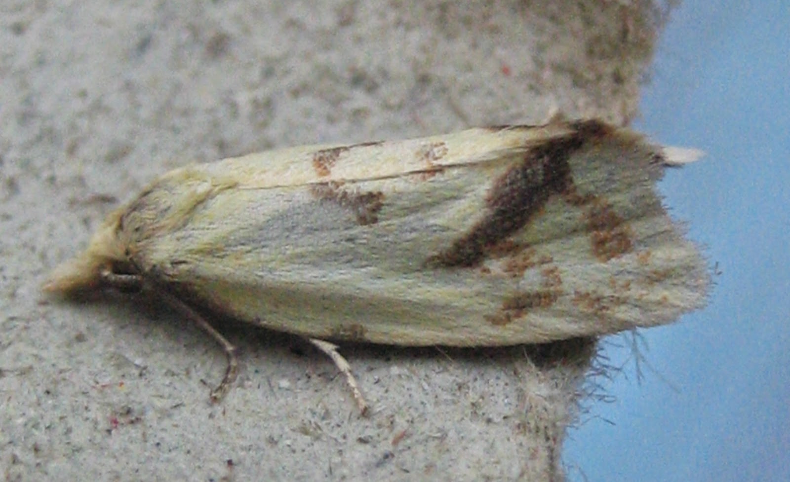 Martin's Moths: WHAT MOTH IS THAT? My records