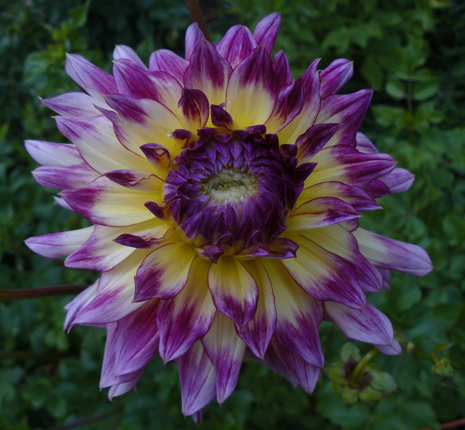 Clear Creek Dahlias: DahliaGallery 2013