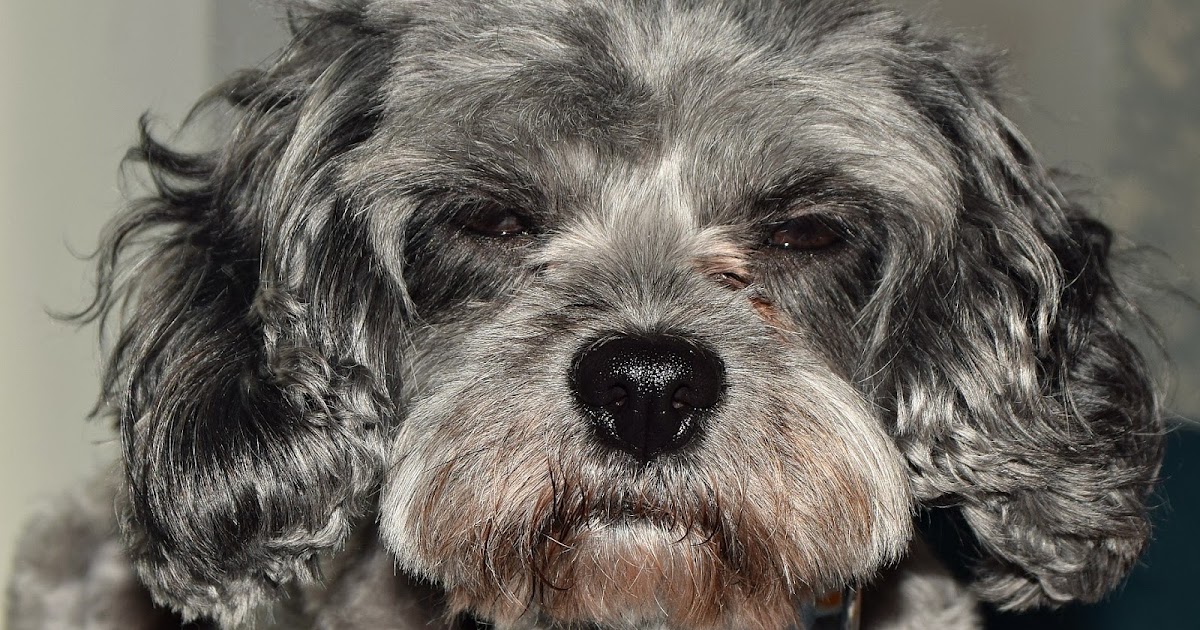 Wafflemama.: Photography >> Project 365 - Peg Dog