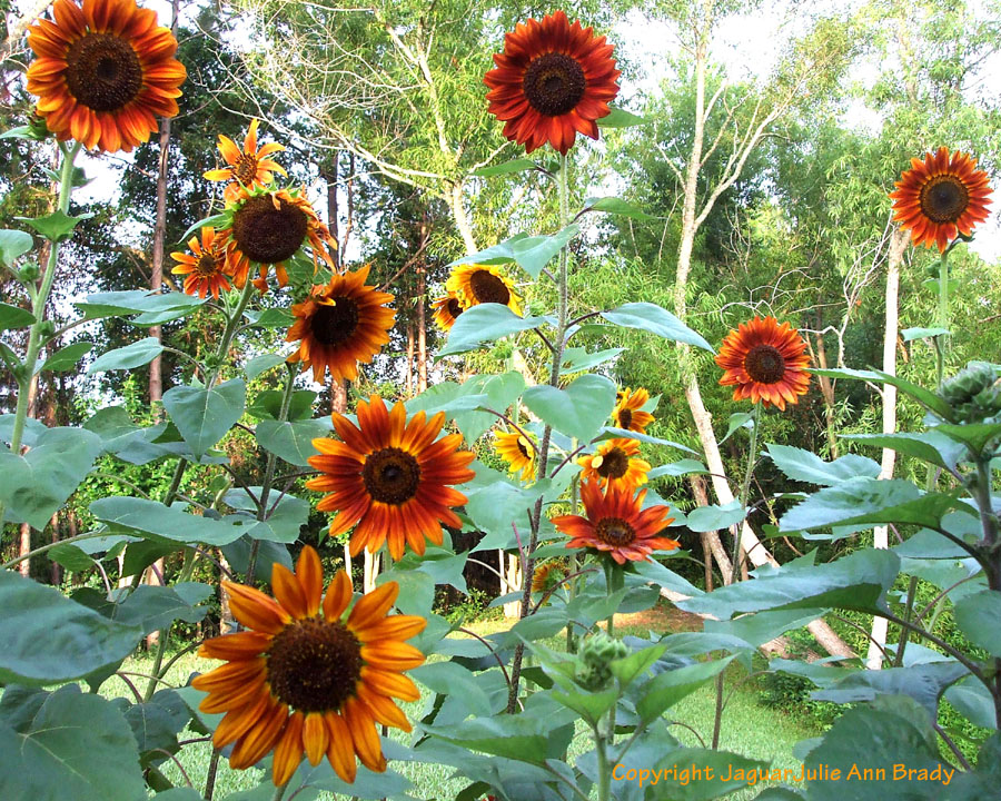 Julie Ann Brady : Blog On: Autumn Beauty Sunflower Pictures