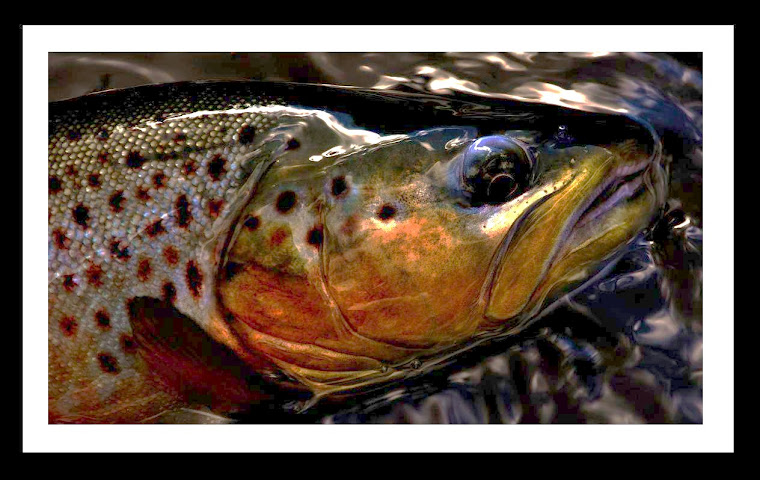 Driftless Creations Fly Tying: How to tie : Baby Brook Trout streamer ...