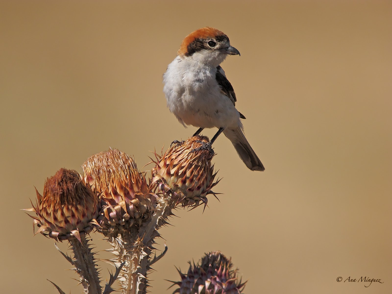 NATURANAFOTOS: Alcaudón común..