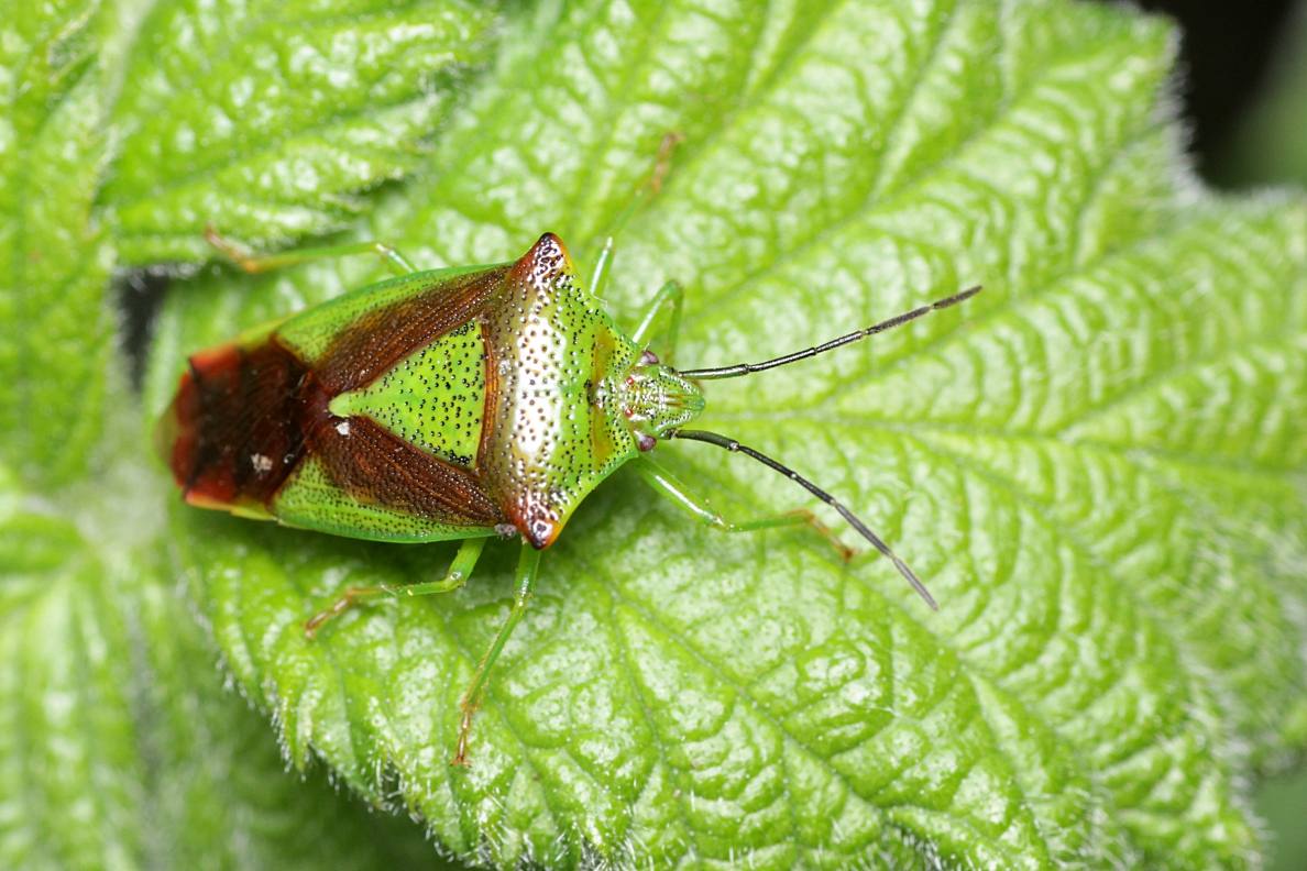 A Little Natural History: Juniper jumpers