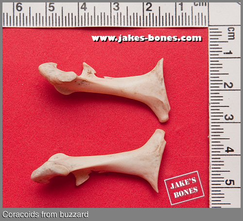 Buzzard skeletons (and bird skeletons in general) : Jake's Bones