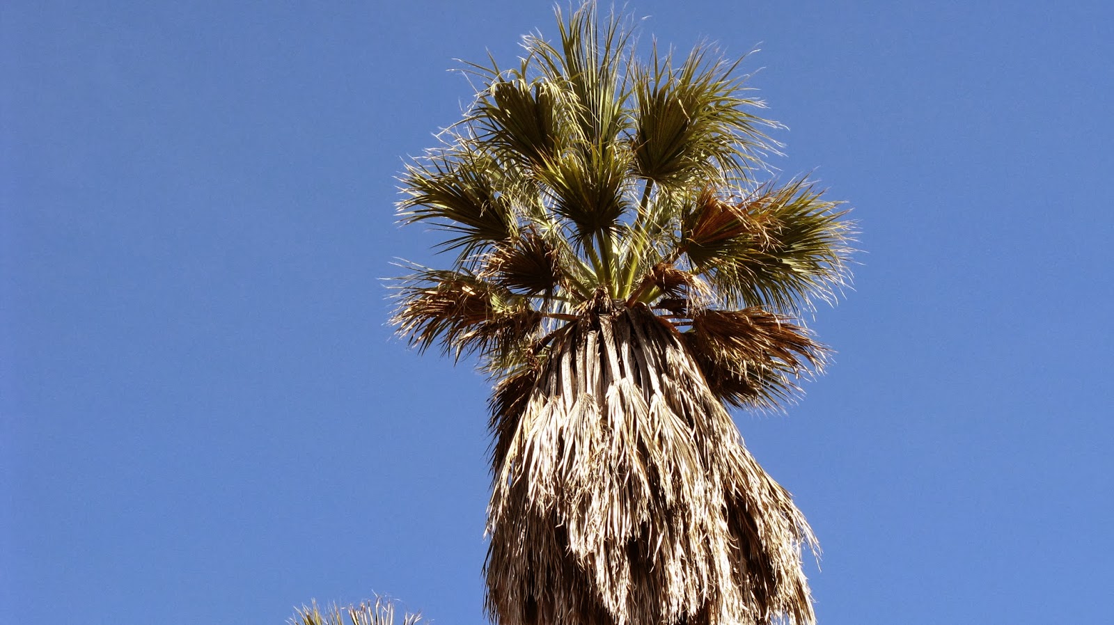 Trees of Santa Cruz County: Washingtonia filifera - California Fan Palm