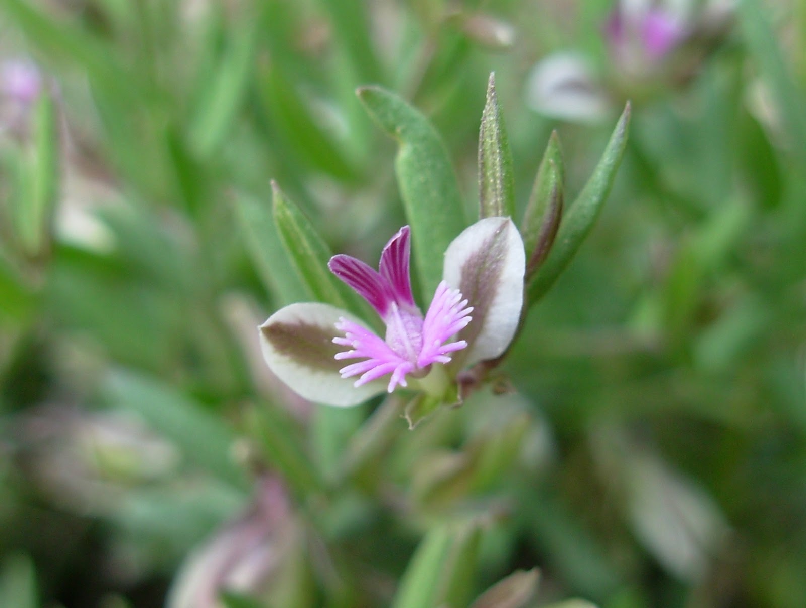 Les plantes de Torrelles: Polygala rupestris