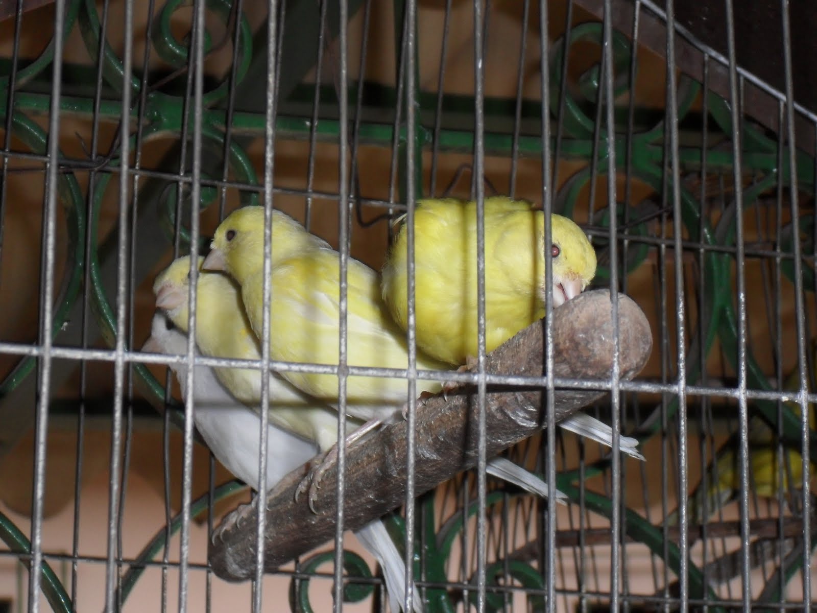 CANARIOS DE COR: CANARIOS DE COR
