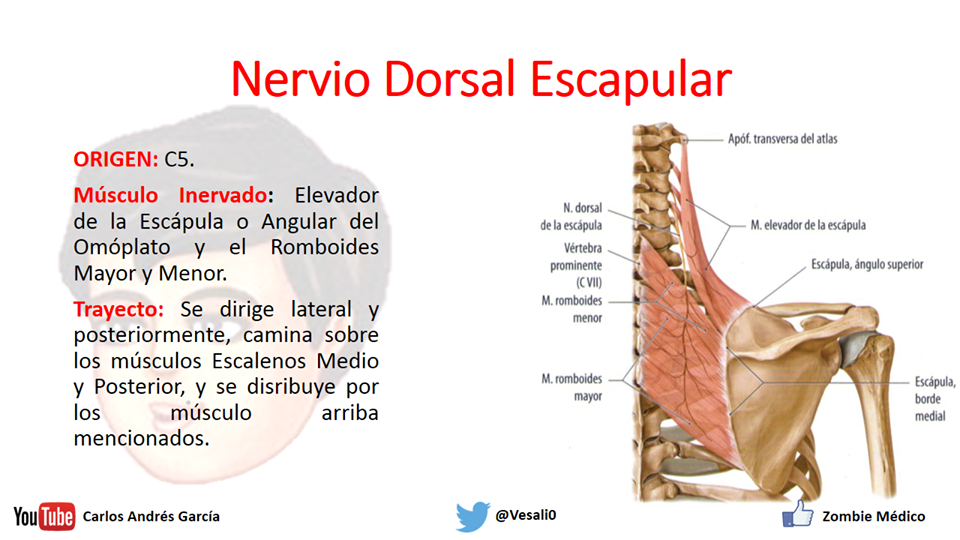 nervio doral escapular
