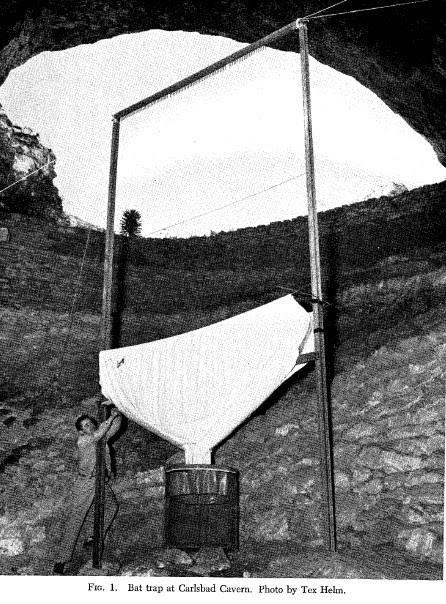 David's Bat Blog: Goliath - the Daddy of harp traps